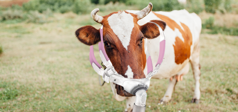 7 Animals with Sleep Apnea - Easy Breathe