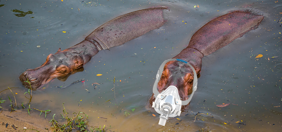 7 Animals with Sleep Apnea - Easy Breathe