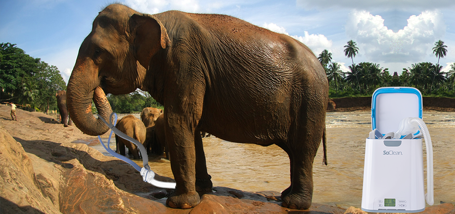 7 Animals with Sleep Apnea - Easy Breathe