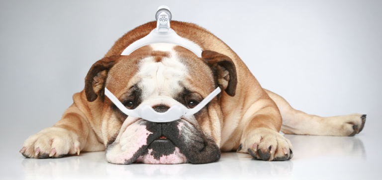 7 Animals with Sleep Apnea - Easy Breathe