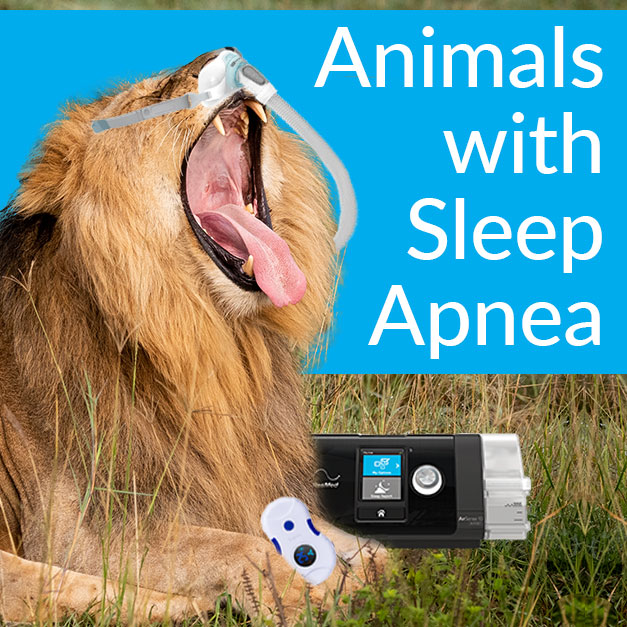 4 Animals with Sleep Apnea - Easy Breathe